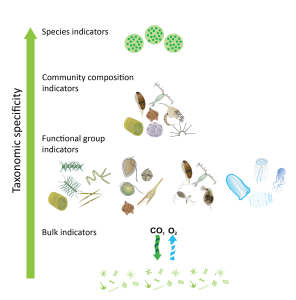 Why do policy makers need plankton taxonomy? | Plankton and Policy
